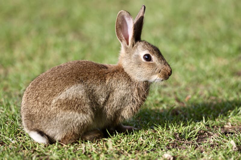 Conejo Salvaje En Prado De La Hierba Foto de archivo - Imagen de ...