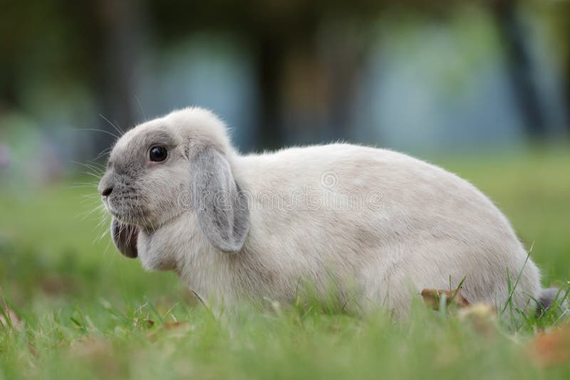 Conejo Azul Siamés Fotos de stock - Fotos libres de regalías de Dreamstime
