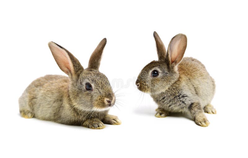 Conejo sobre fondo blanco imagen de archivo. Imagen de pelusa - 159736435
