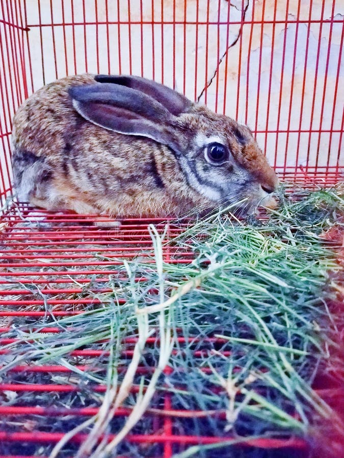 Conejo teniendo comida imagen de archivo. Imagen de conejo - 174624863