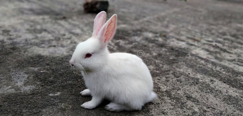 2,871 Conejo Triste Fotos de stock - Fotos libres de regalías de Dreamstime