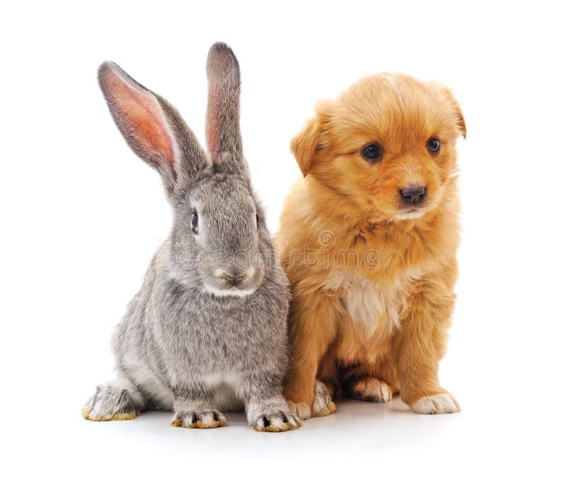 Conejo y perro foto de archivo. Imagen de amistad, bebé - 310450574
