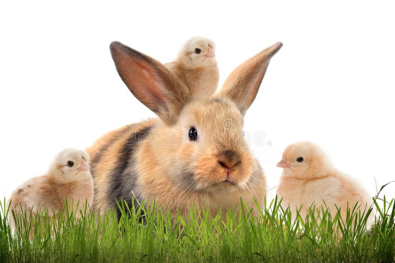 Conejo y pollo imagen de archivo. Imagen de amistad, estudio - 47469425