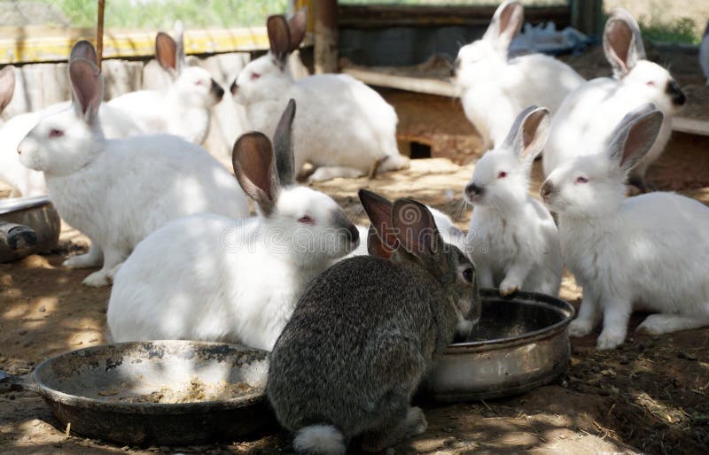 Conejos De La Pequeña Granja Casera Imagen de archivo - Imagen de ...