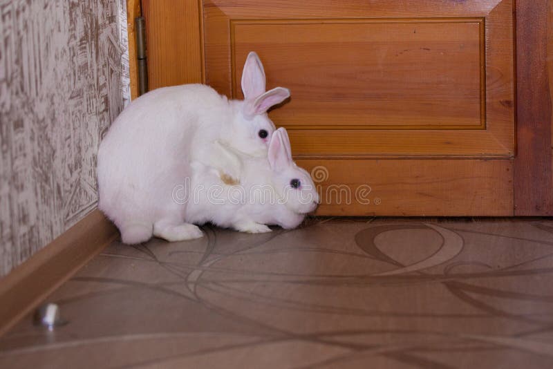 Conejos Blancos Con Orejas Largas. Conejo Foto de archivo - Imagen de ...