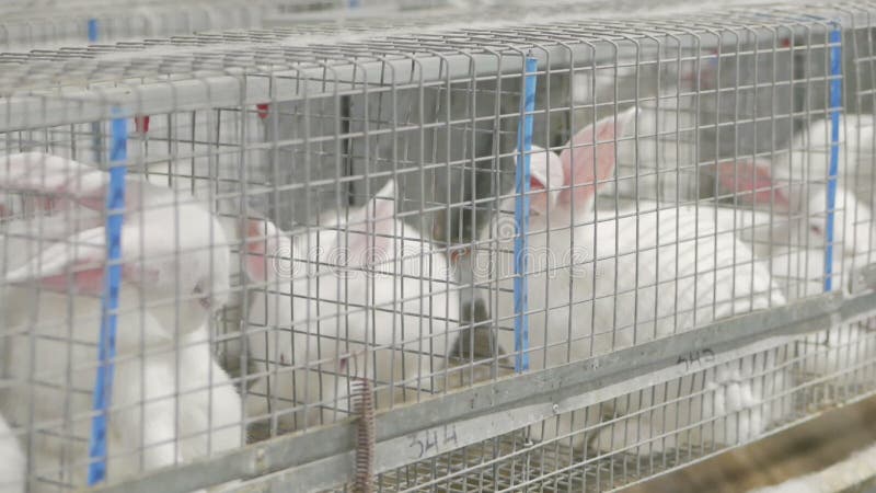 Conejos Blancos En Una Jaula En Una Granja Del Conejo Almacen De Video ...