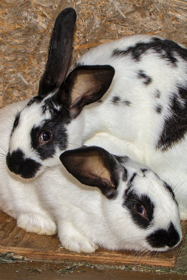 Conejos blancos y negros foto de archivo. Imagen de conejito - 16444150