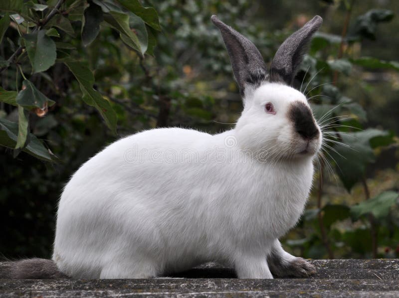 Conejos Californianos De La Raza Foto de archivo - Imagen de ...