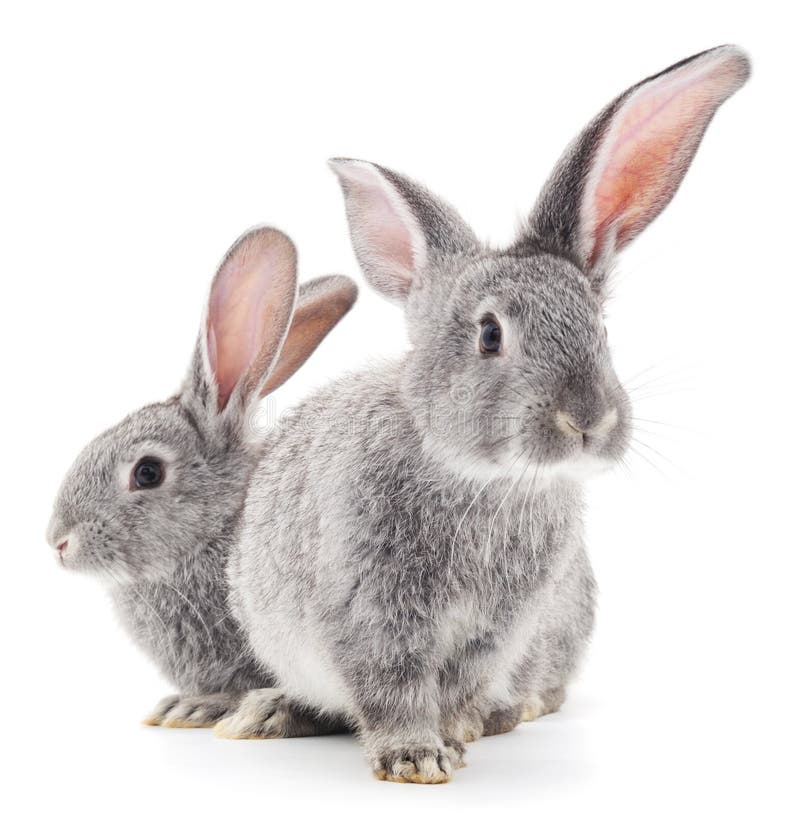 Conejos del bebé foto de archivo. Imagen de animal, gris - 53910656