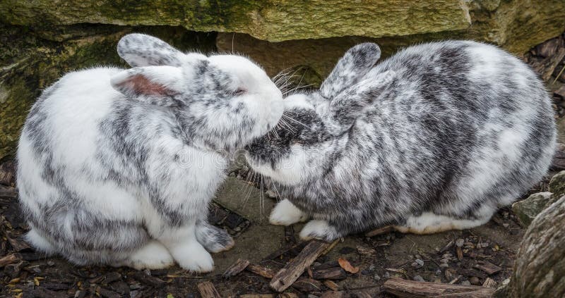 4,269 Conejitos En Amor Fotos de stock - Fotos libres de regalías de ...