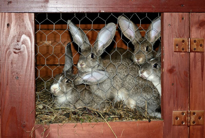 Conejos En La Jaula En Granja Del Campo Imagen de archivo - Imagen de ...