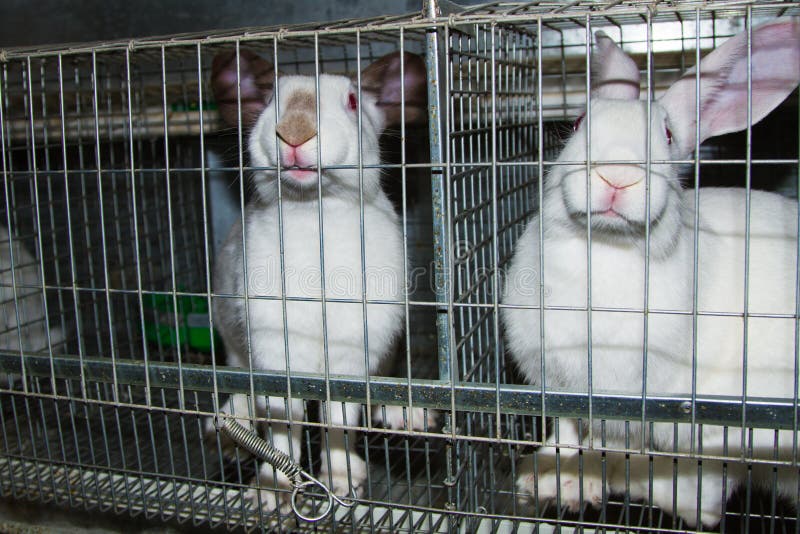 Conejos en jaula imagen de archivo. Imagen de granja - 52127625