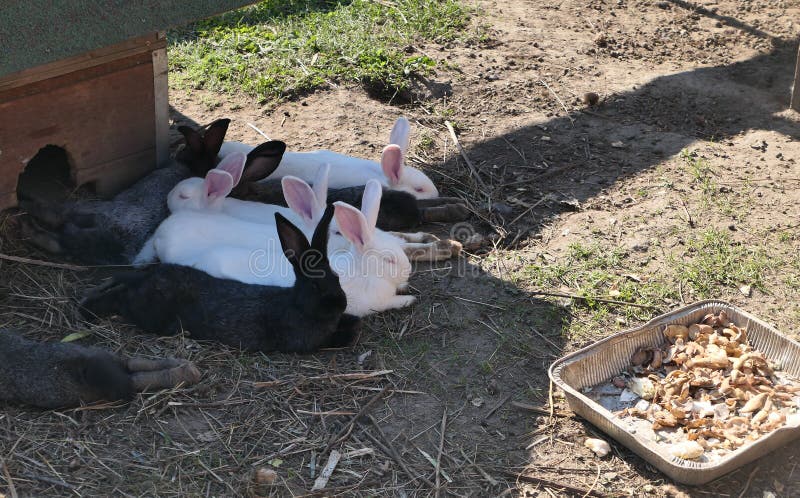Conejos en la granja imagen de archivo. Imagen de conejito - 157070661
