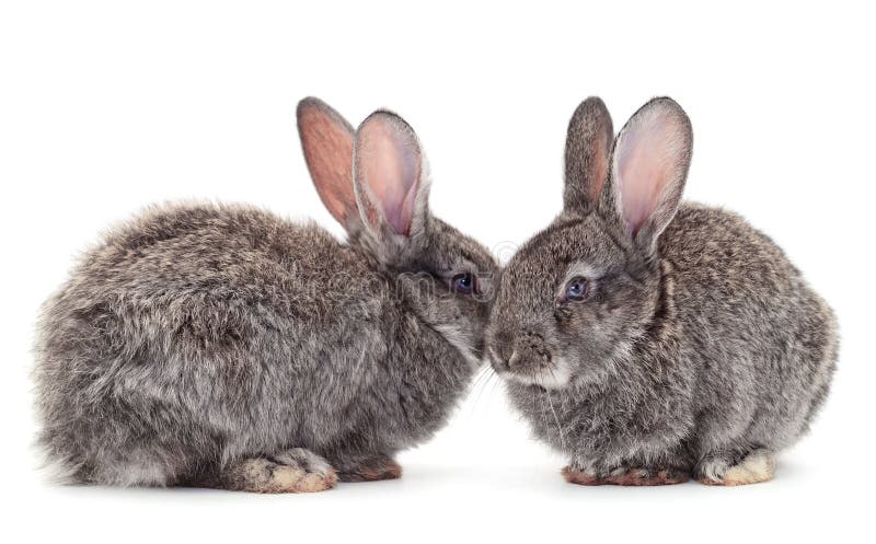 Conejos grises aislados foto de archivo. Imagen de joven - 209157048