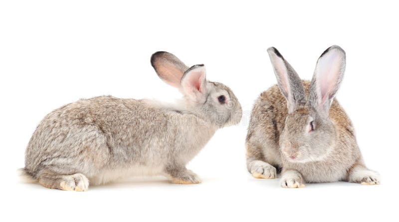 Conejos grises aislados foto de archivo. Imagen de ganado - 205007112
