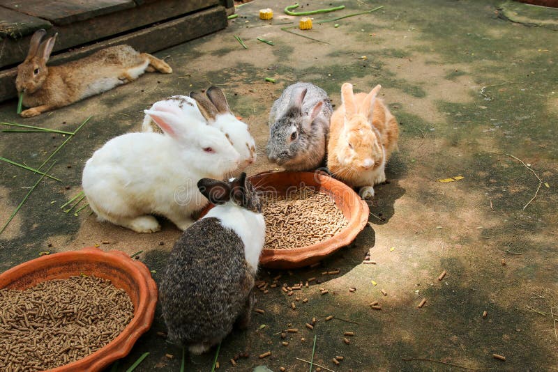 Conejos Que Comen La Comida De Conejo Imagen de archivo - Imagen de ...