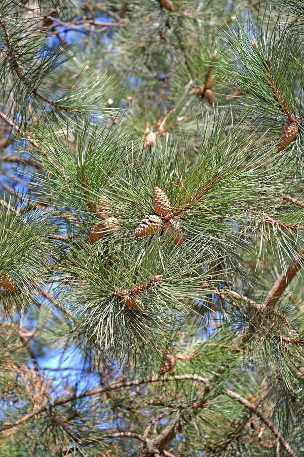 Black Austrian Pine Pinus Nigra J.F Stock Image - Image of blue, sunny ...