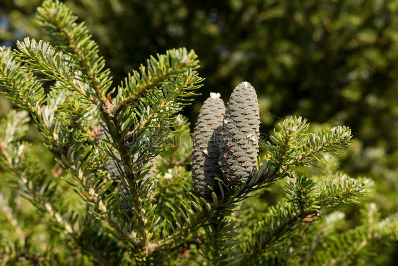 Cones and Branches of Korean Fir (Abies Koreana) Stock Image - Image of ...