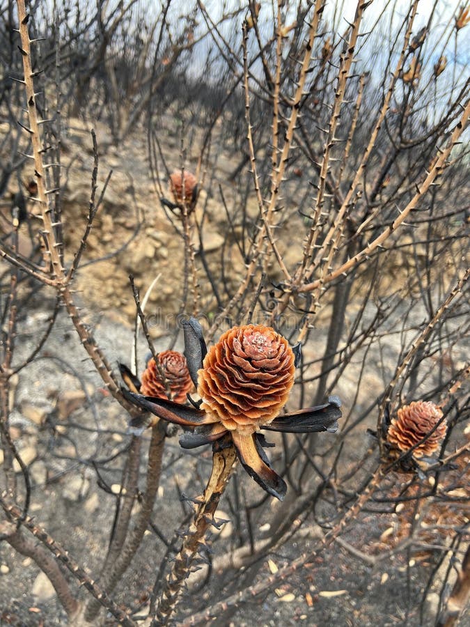 Cones on Burnt Branches after the Fire. Table Mountain, Cape Town Stock ...