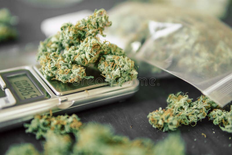 Cones of Cannabis Flowers Weed Stock Image - Image of farm, drug: 140172163