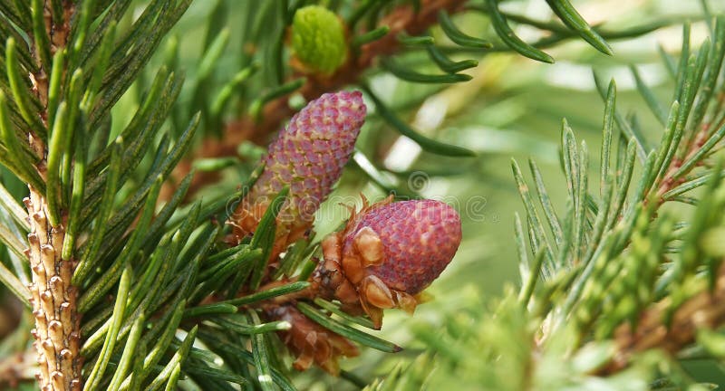 Cones in Clusters in Spring on Pine Branches Stock Image - Image of ...