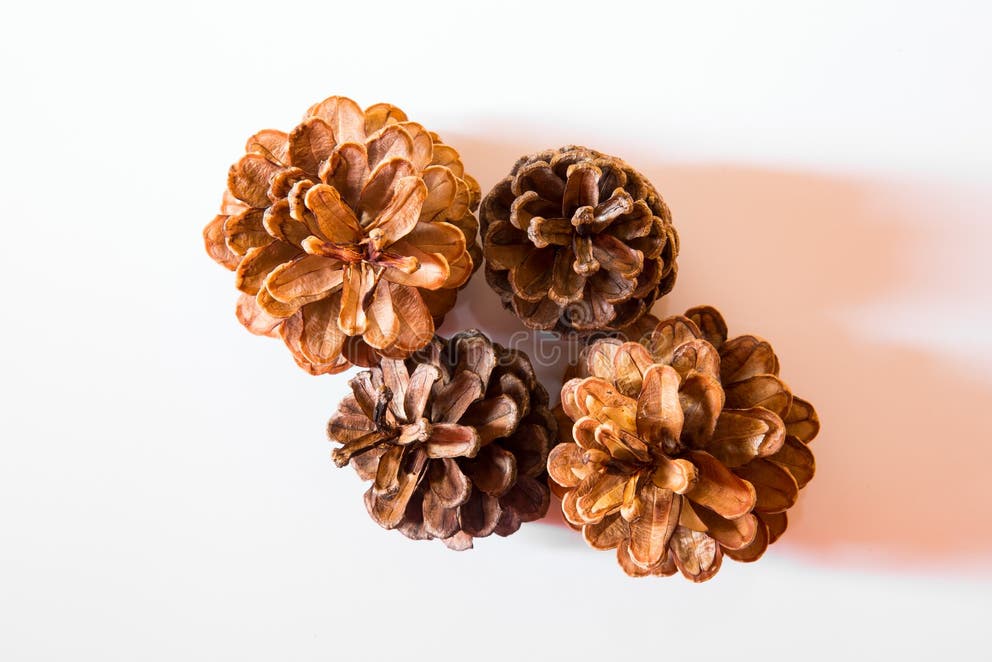 Cones collection stock image. Image of brown, pine, copy - 91678881