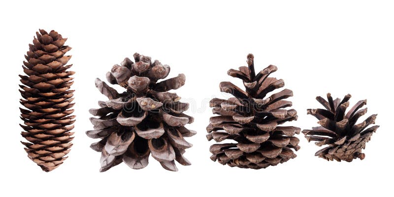 Cones Collection Isolated on White Stock Photo - Image of coniferous ...