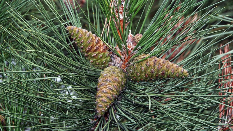 Cones of conifer stock photo. Image of trees, green - 252501896