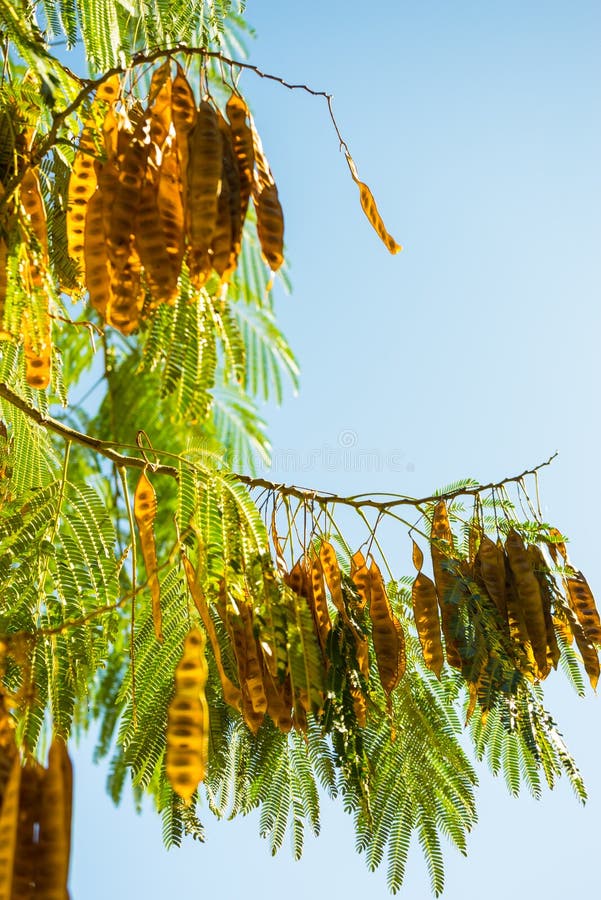 Cones on conifer tree stock photo. Image of cones, natural - 152635382