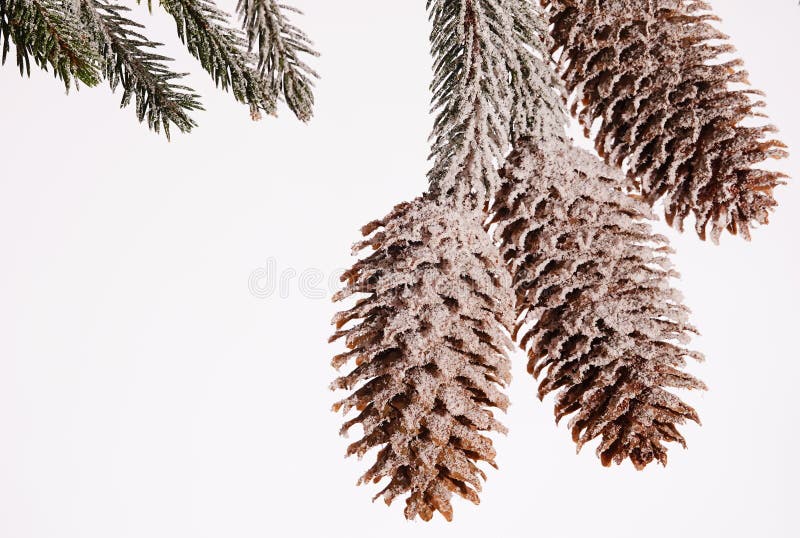 Cones of coniferous tree stock photo. Image of winter - 266089574