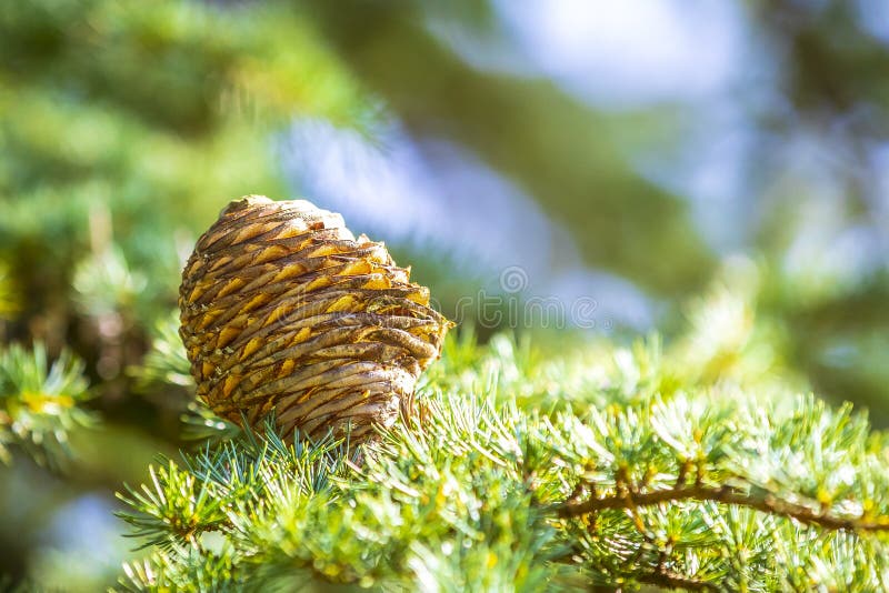 Cones on a Coniferous Tree, Larix Spec. Fresh Green Branches of a Larch ...