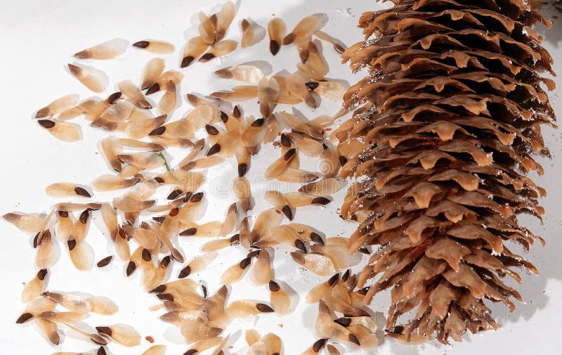 Cones of coniferous tree stock image. Image of growing - 266089603