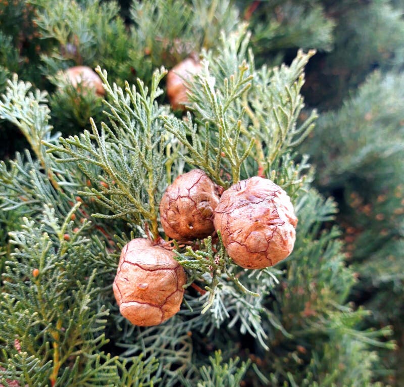 The Cones of Cupressus Sempervirens Tree Stock Image - Image of spruce ...