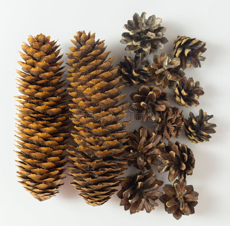 Cones of different shapes stock photo. Image of conifer - 349197106