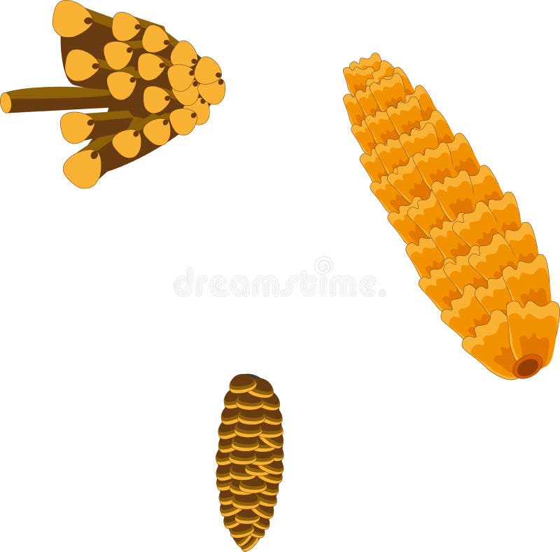 Cones, Different Types, from Pine and Spruce Stock Illustration ...