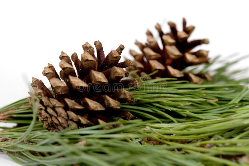 Cones Do Pinho Isolados Sobre O Branco Foto de Stock - Imagem de seco ...