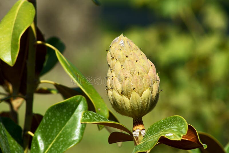 Cones fig tree stock image. Image of nature, island, leaf - 33220287