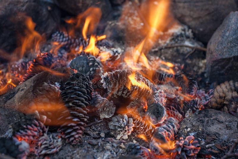 Cones in the fire stock image. Image of pine, bonfire - 29107685