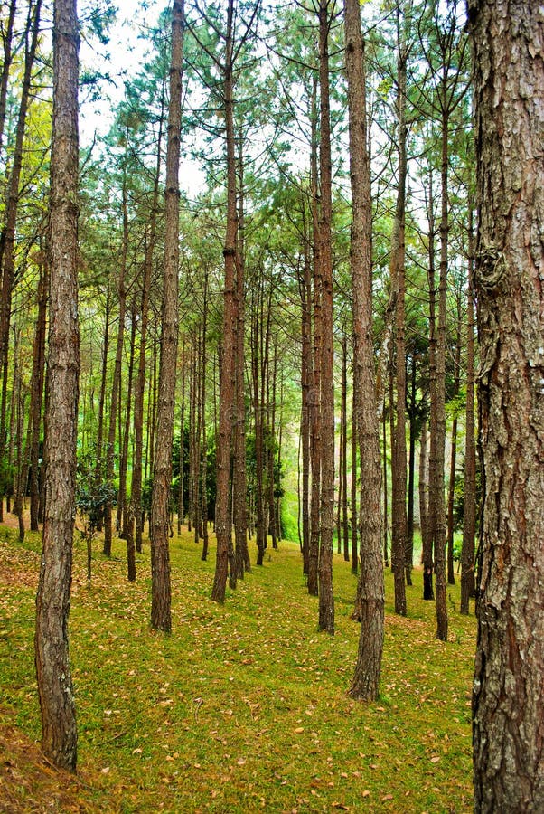 Cones forest stock photo. Image of grass, autumn, bright - 29710272