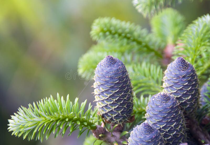 Cones on a fur-tree stock image. Image of design, beauty - 15114595