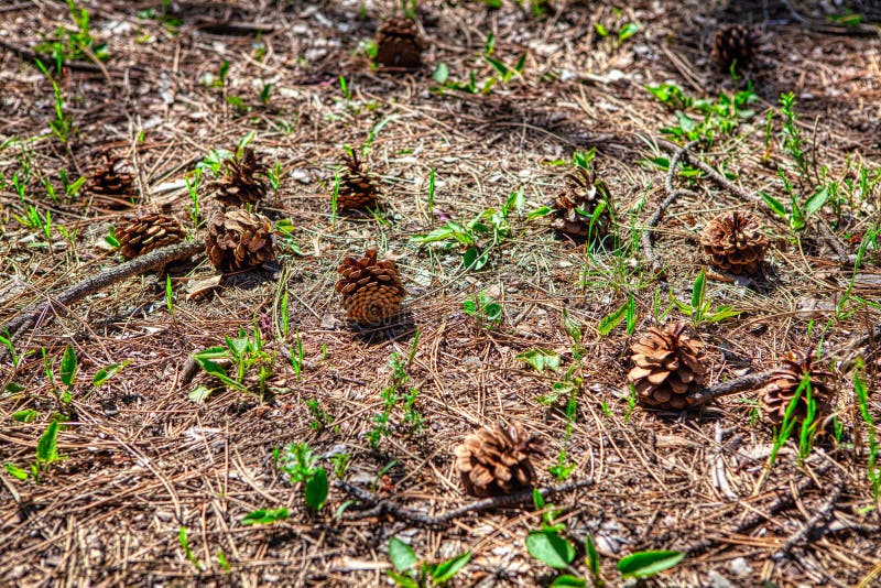 Cones on the ground stock image. Image of cone, environment - 194619769