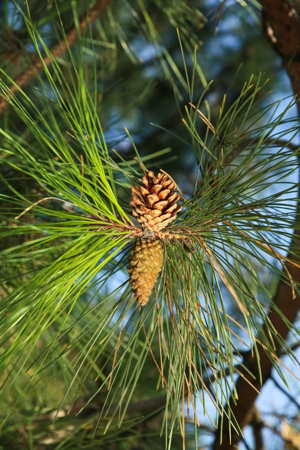 Cones Growing on Pine Branch Outdoors, Closeup Stock Photo - Image of ...