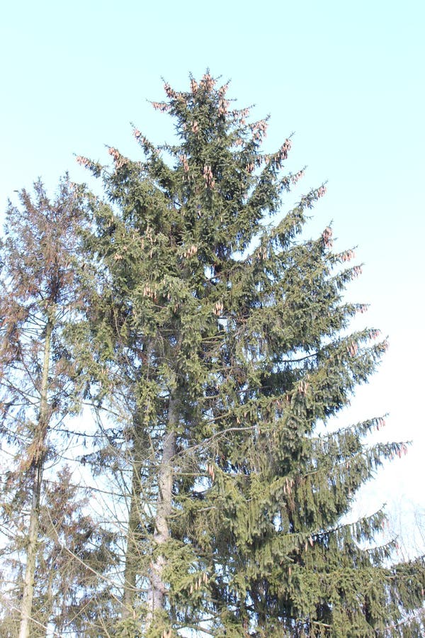 Cones Hang on Spruce in Winter Stock Photo - Image of winter, frost ...