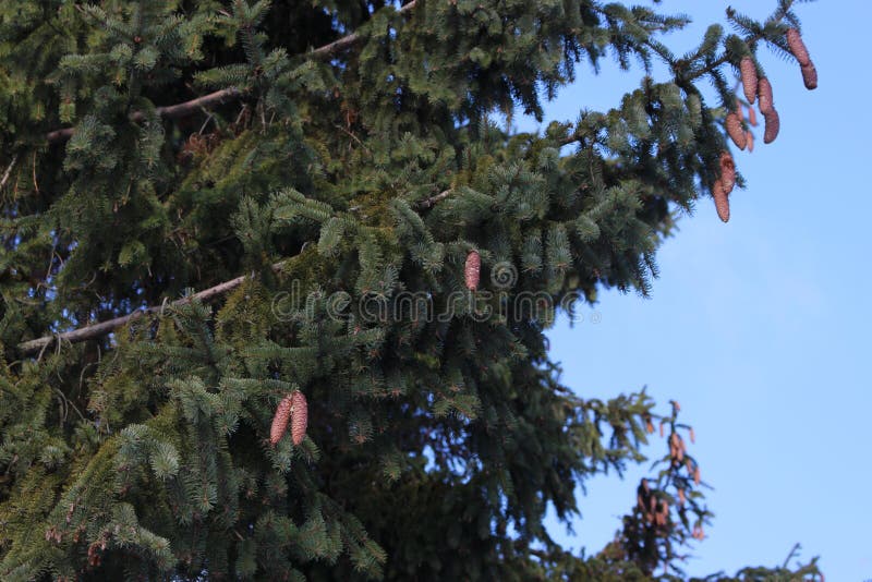 Cones Hang on Spruce in Winter Stock Image - Image of winter, brown ...
