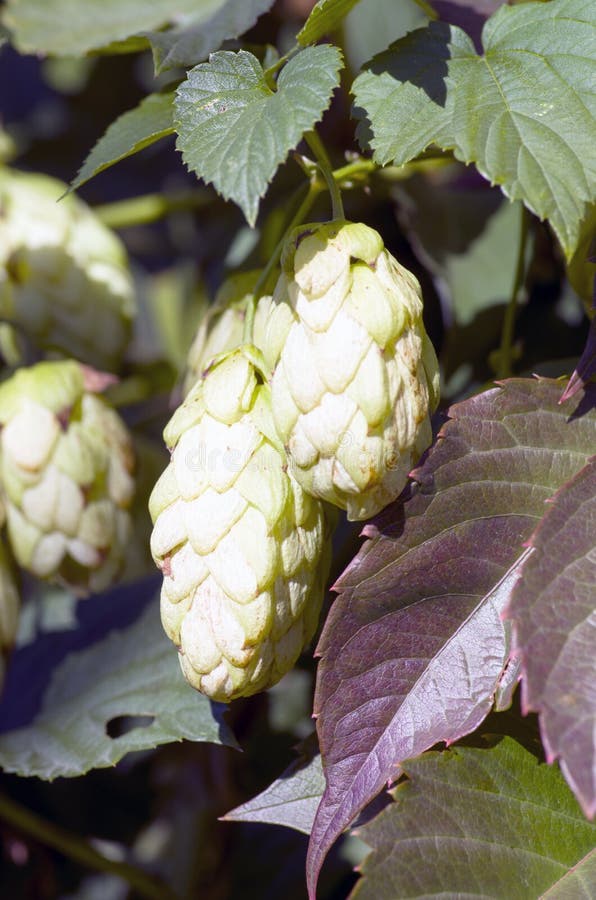 Cones in the hop garden stock photo. Image of autumn - 45434640