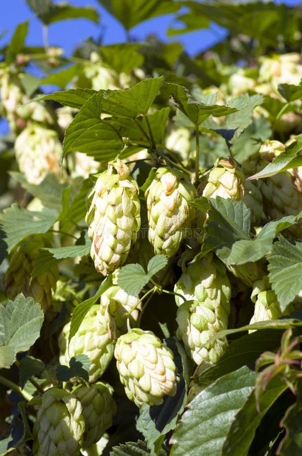 Cones in the hop garden stock image. Image of fruit, flavor - 45434659