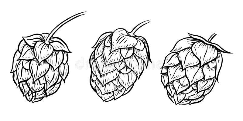 Cones of Hops. a Set of Vector Black-and-white Hand-drawn Illustrations ...