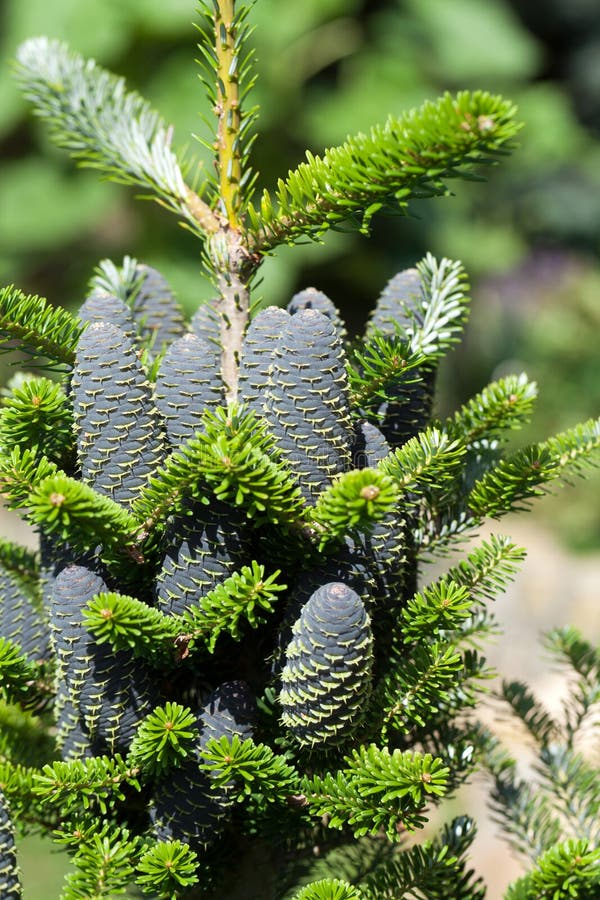 Korean Fir Tree Abies Koreana Blue Cones Stock Image - Image of ...