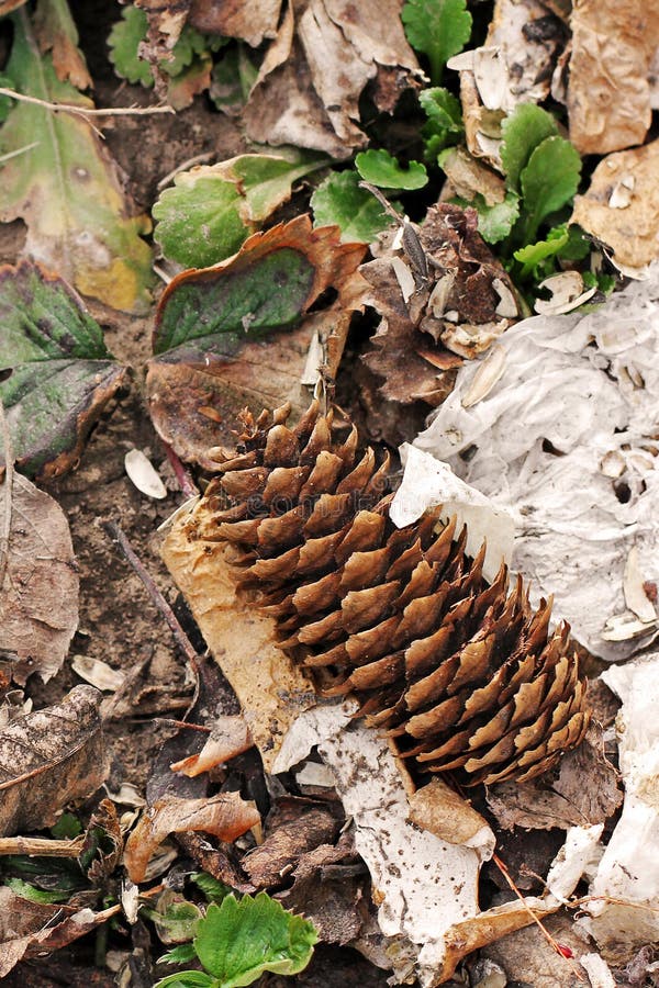 Cones in the Leaves. Spring Stock Photo - Image of cones, blooming ...