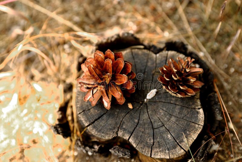 Cones Lying on the Trunk of a Cut Pine Tree Stock Photo - Image of knot ...